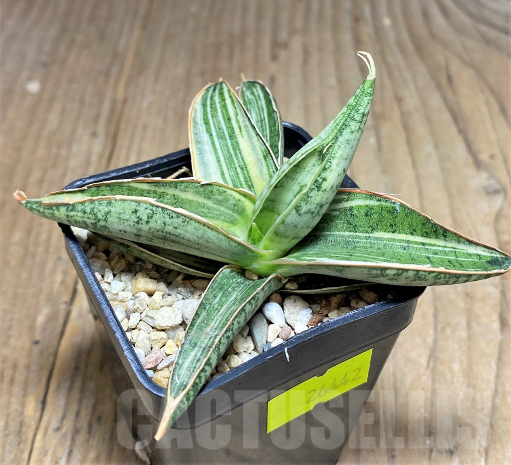 SHPR26442 Sansevieria Lav 1970 f. variegata – Кактус онлайн