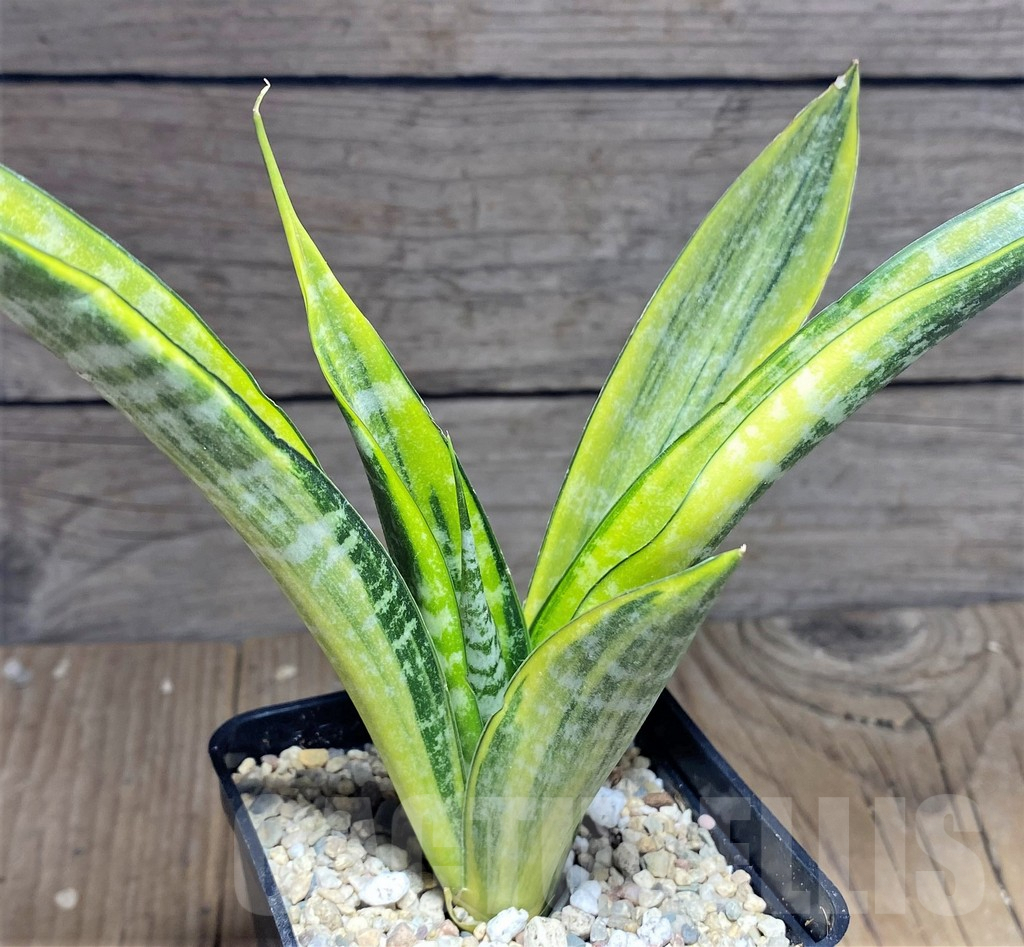 SHPR26444 Sansevieria ‘Cordova’ f. variegata – Cactus-online