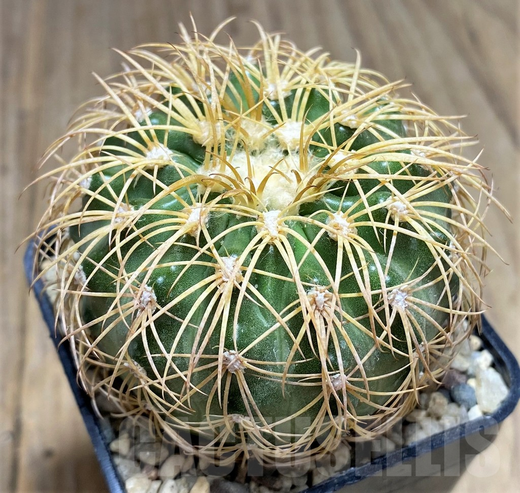 SHPR26689 Discocactus bahiensis – Cactus-online