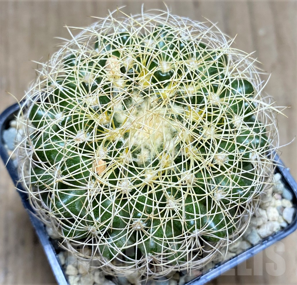 SHPR26694 Discocactus araneispinus – Cactus-online