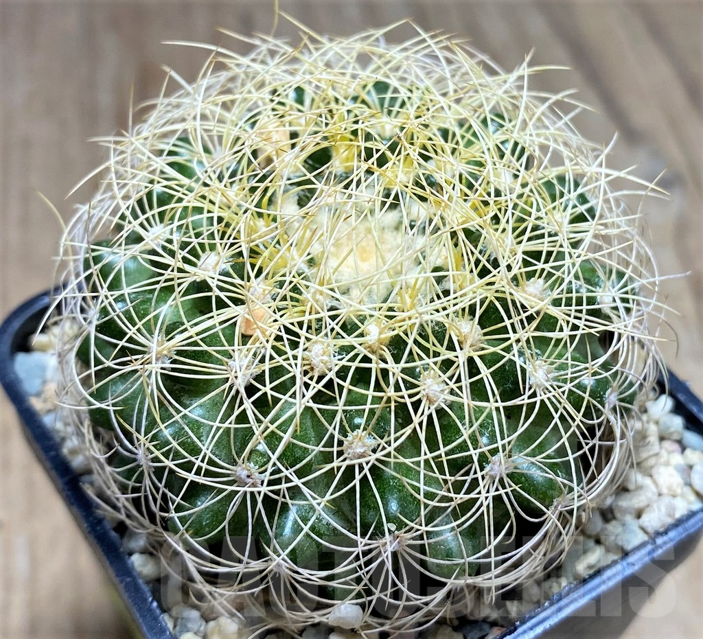 SHPR26694 Discocactus araneispinus – Cactus-online