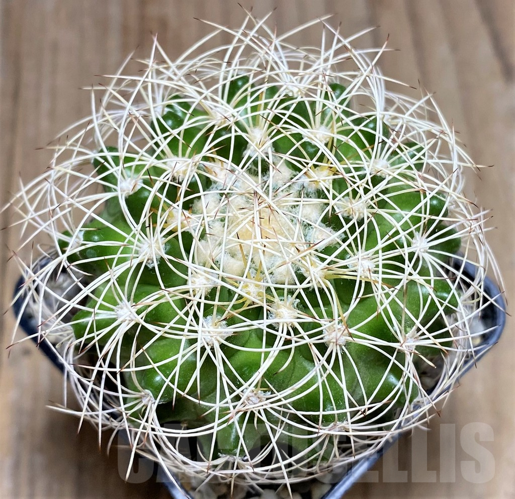 SHPR26695 Discocactus araneispinus – Кактус онлайн