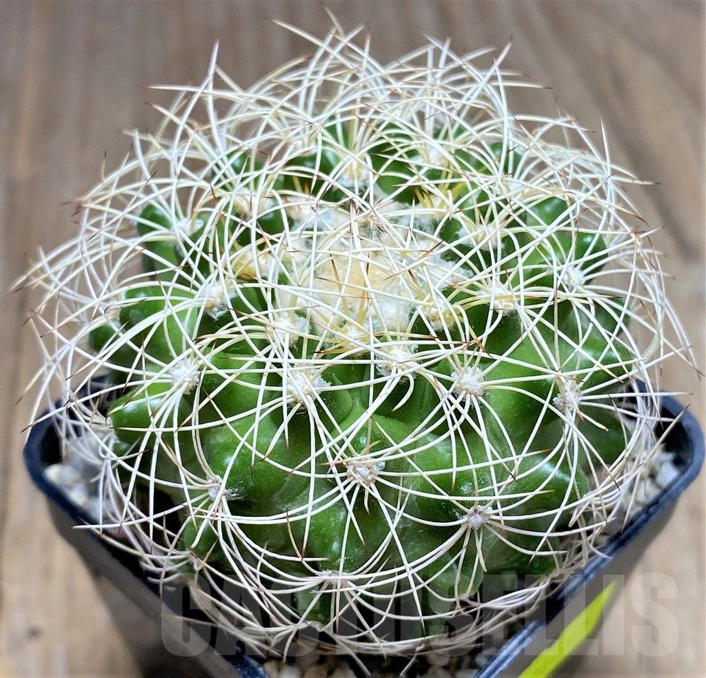 SHPR26695 Discocactus araneispinus – Кактус онлайн