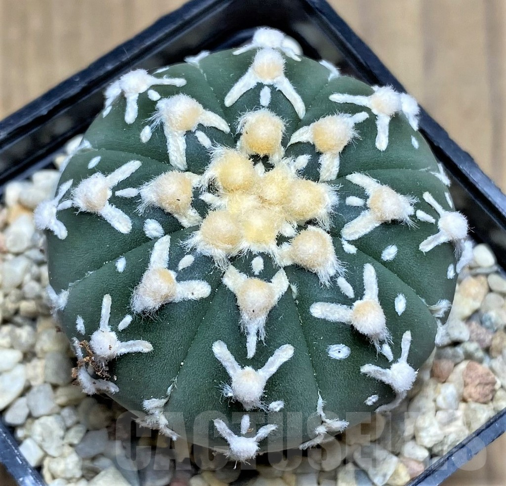 SHPR26789 Astrophytum asterias ‘Super Kabuto’ V-Type – Cactus-online