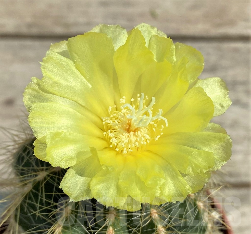 SHPR26089 Notocactus magnificus – Кактус онлайн