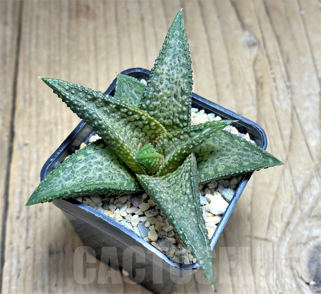 SHPR26938 Haworthia koelmaniorum 'White Kin' - Кактус онлайн