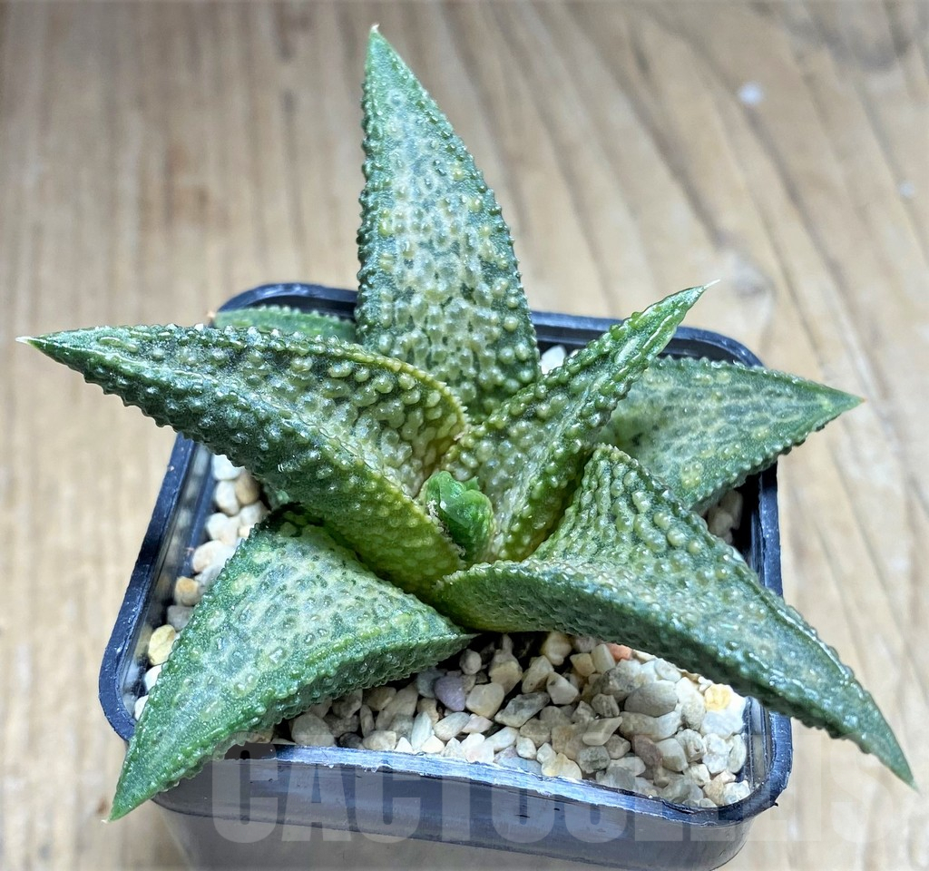 SHPR26938 Haworthia koelmaniorum 'White Kin' - Кактус онлайн