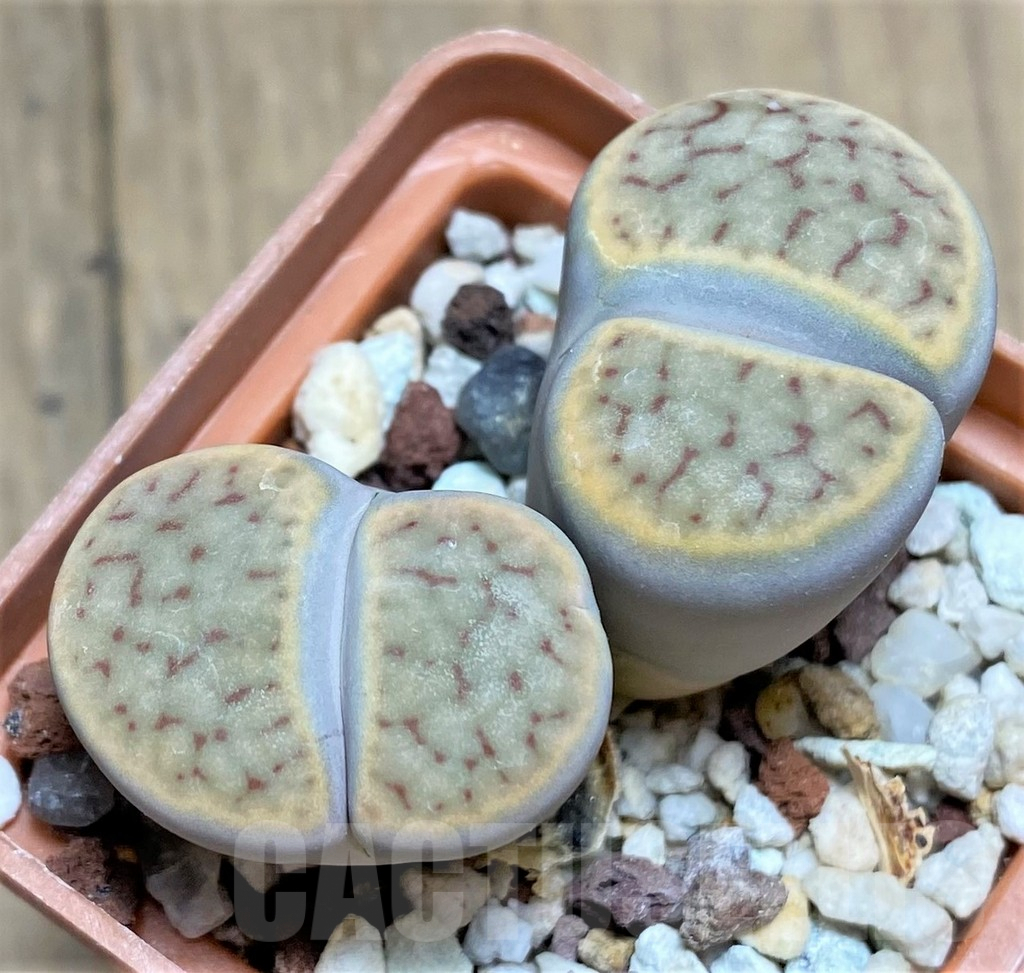 SHPR28424 Lithops schwantesii C80 - Кактус онлайн
