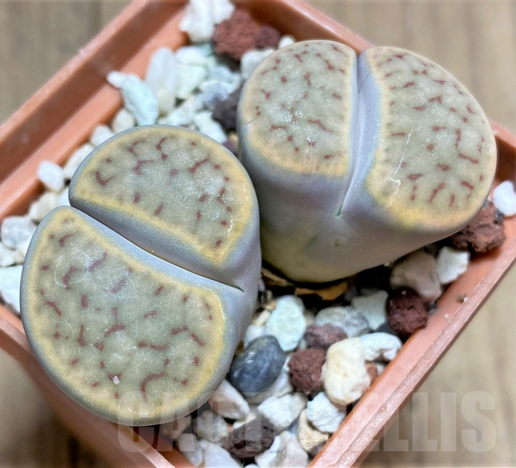 SHPR28424 Lithops schwantesii C80 - Кактус онлайн