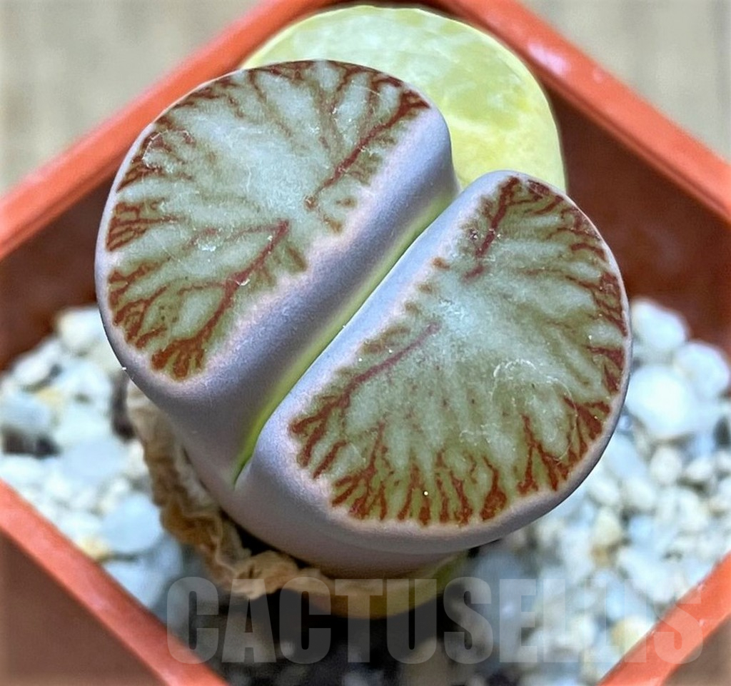 SHPR28467 Lithops julii ‘Kikushogiyoku’ hybrid – Cactus-online