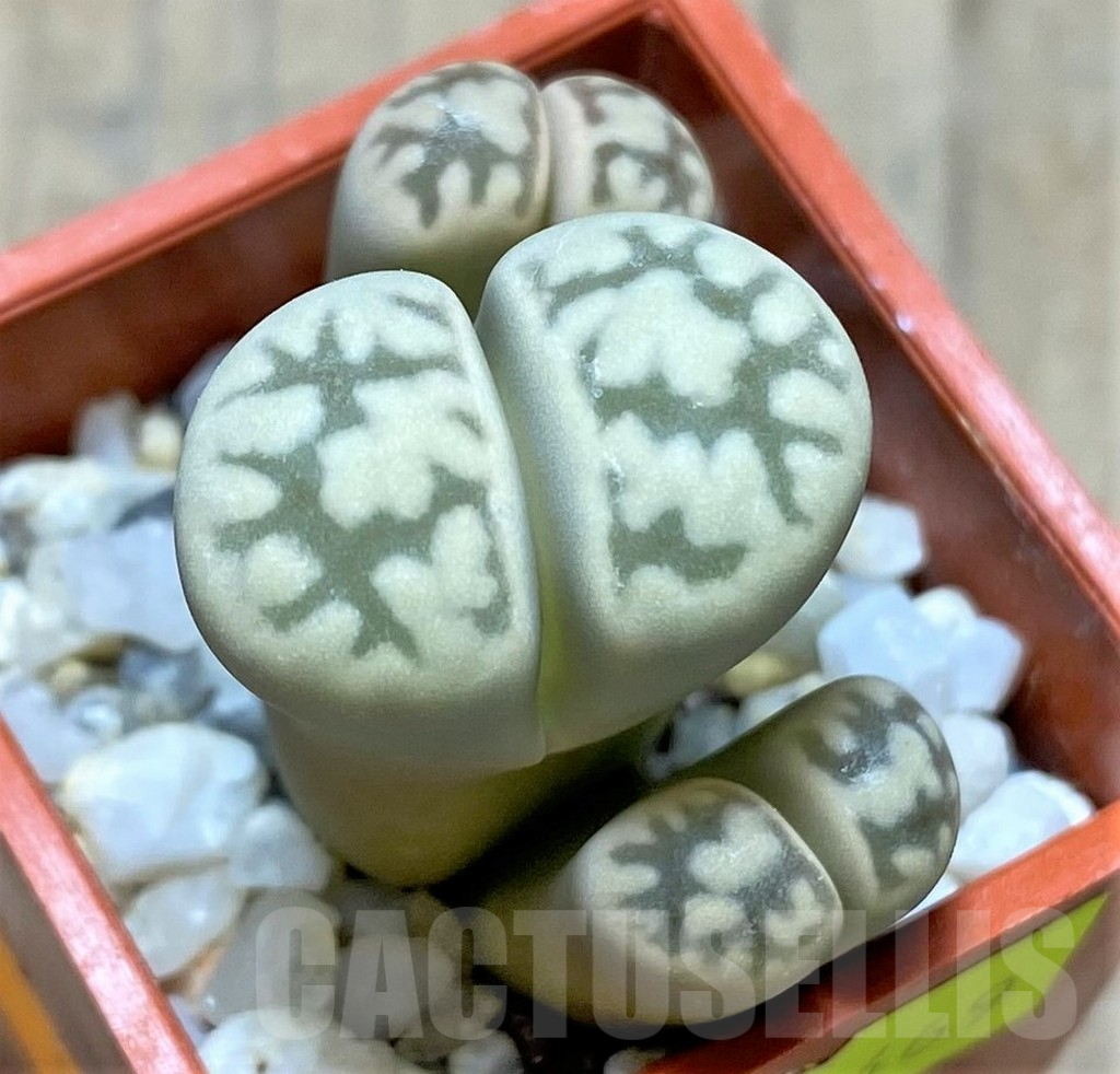 SHPR28469 Lithops karasmontana ssp. Bella, pink flower - Кактус онлайн