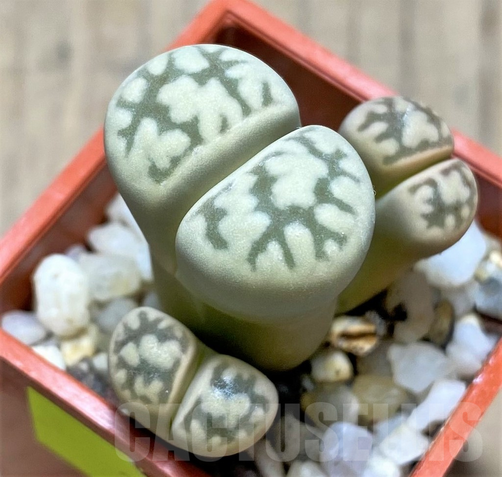 SHPR28469 Lithops karasmontana ssp. Bella, pink flower - Кактус онлайн