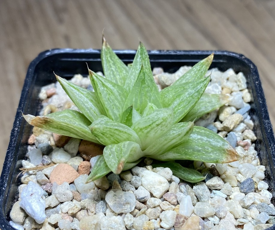 VVG28650 Haworthia turgida f. variegata ‘Rock Sugar’ - Кактус онлайн