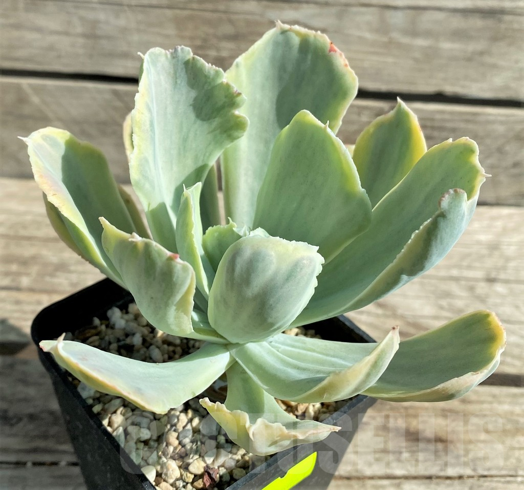 SHPR29501 Echeveria chantilly ‘Green mint’ – Cactus-online