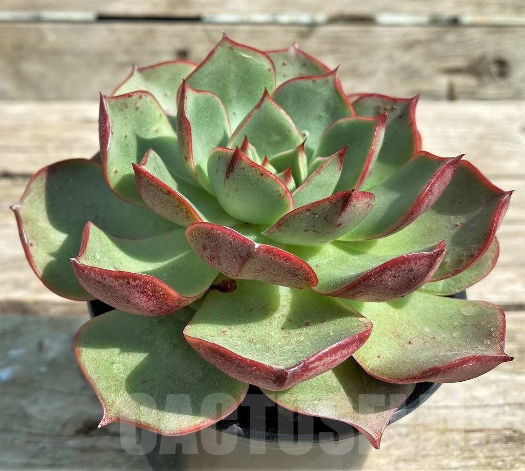 SHPR29556 Echeveria ‘Matador’ – Кактус онлайн