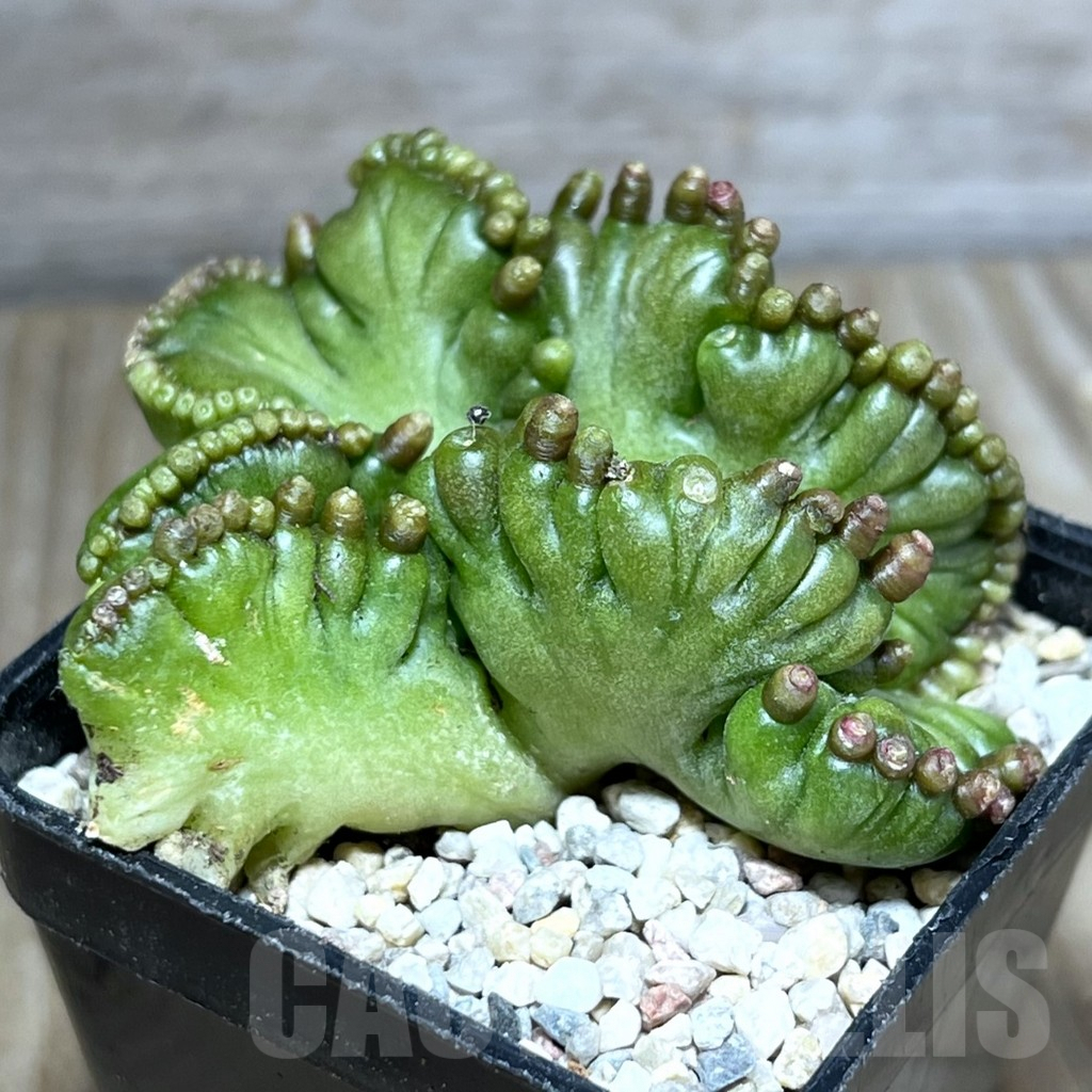 SHPR27815 Mammillaria bocasana 'Fred' f.cristata - Кактус онлайн
