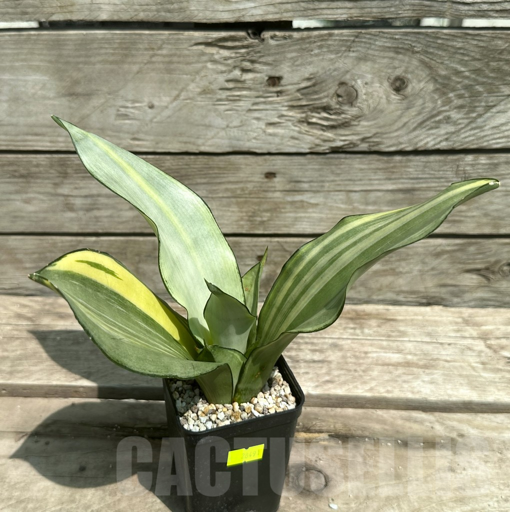 SHPR28491 Sansevieria ‘Moonshine’ f. variegata – Cactus-online