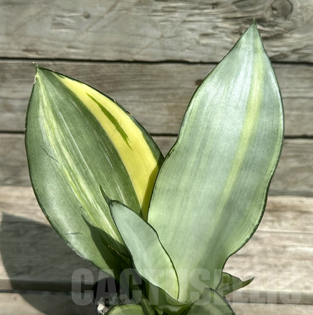 SHPR28491 Sansevieria ‘Moonshine’ f. variegata – Cactus-online