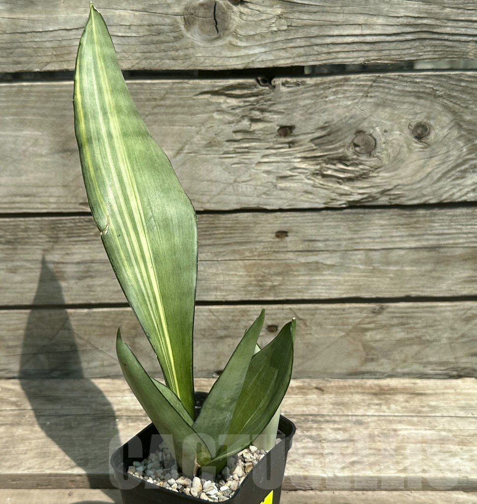SHPR28492 Sansevieria ‘Moonshine’ f. variegata - Кактус онлайн