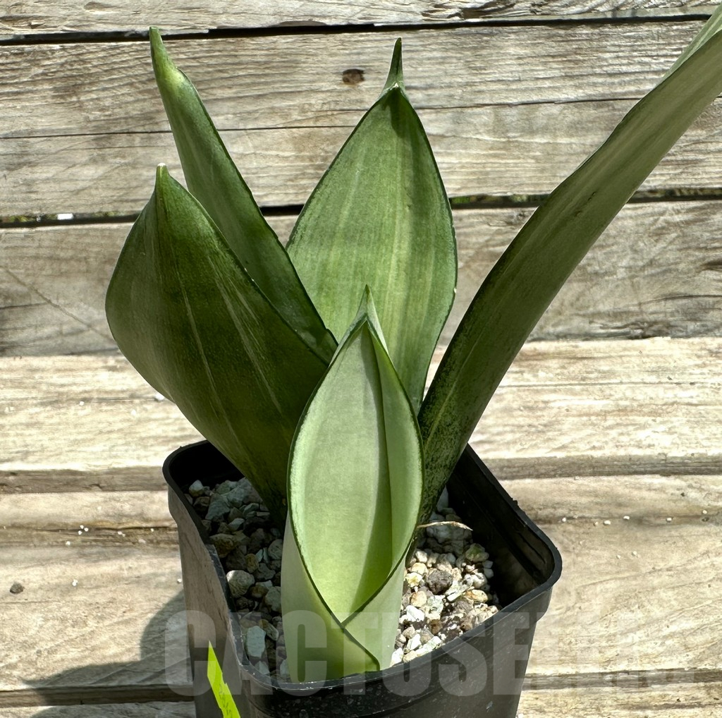 SHPR28492 Sansevieria ‘Moonshine’ f. variegata - Кактус онлайн