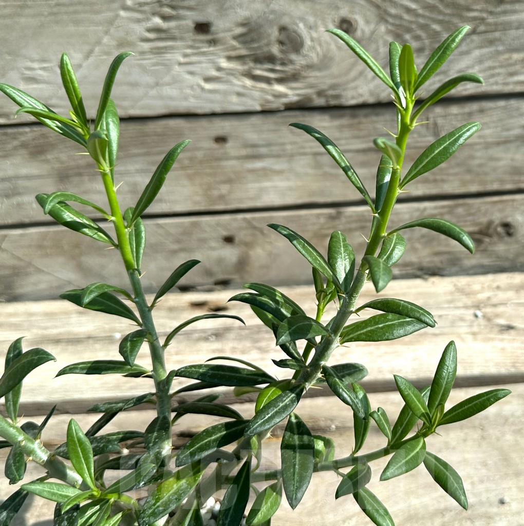 SHPR28838 Pachypodium bispinosum – Кактус онлайн