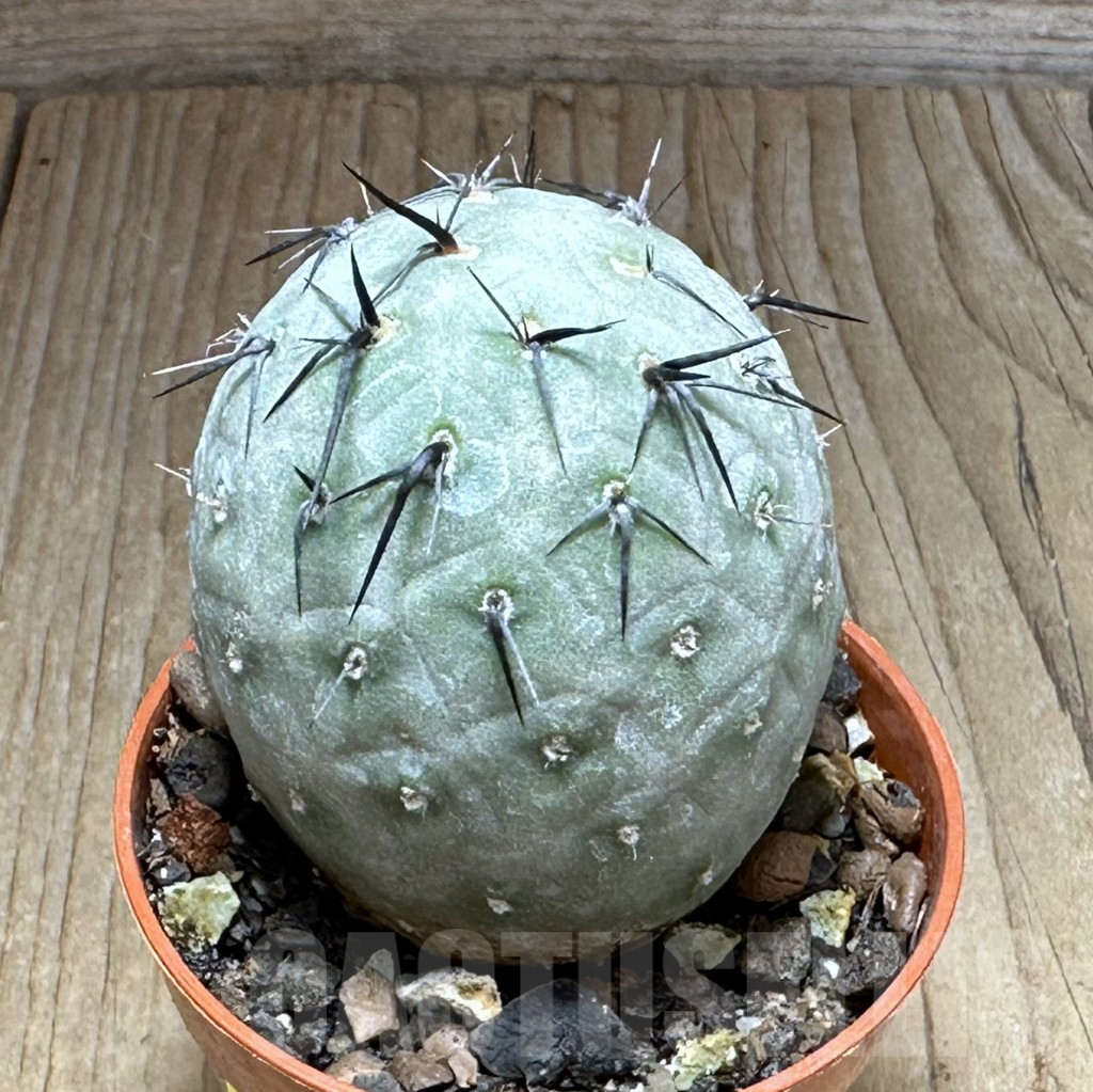 SHPR28880 Tephrocactus geometricus – Кактус онлайн