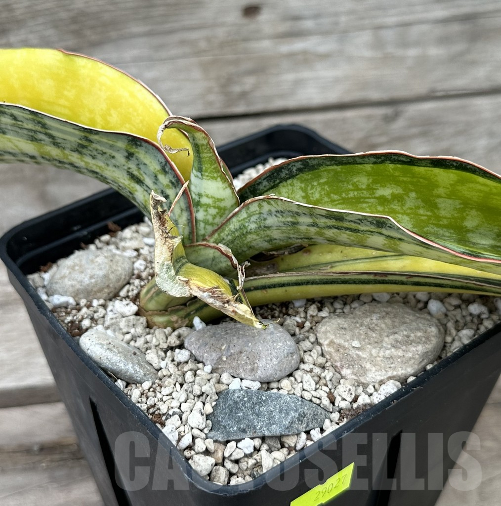 SHPR29027 Sansevieria ‘Phupamon’ f. variegata – Кактус онлайн