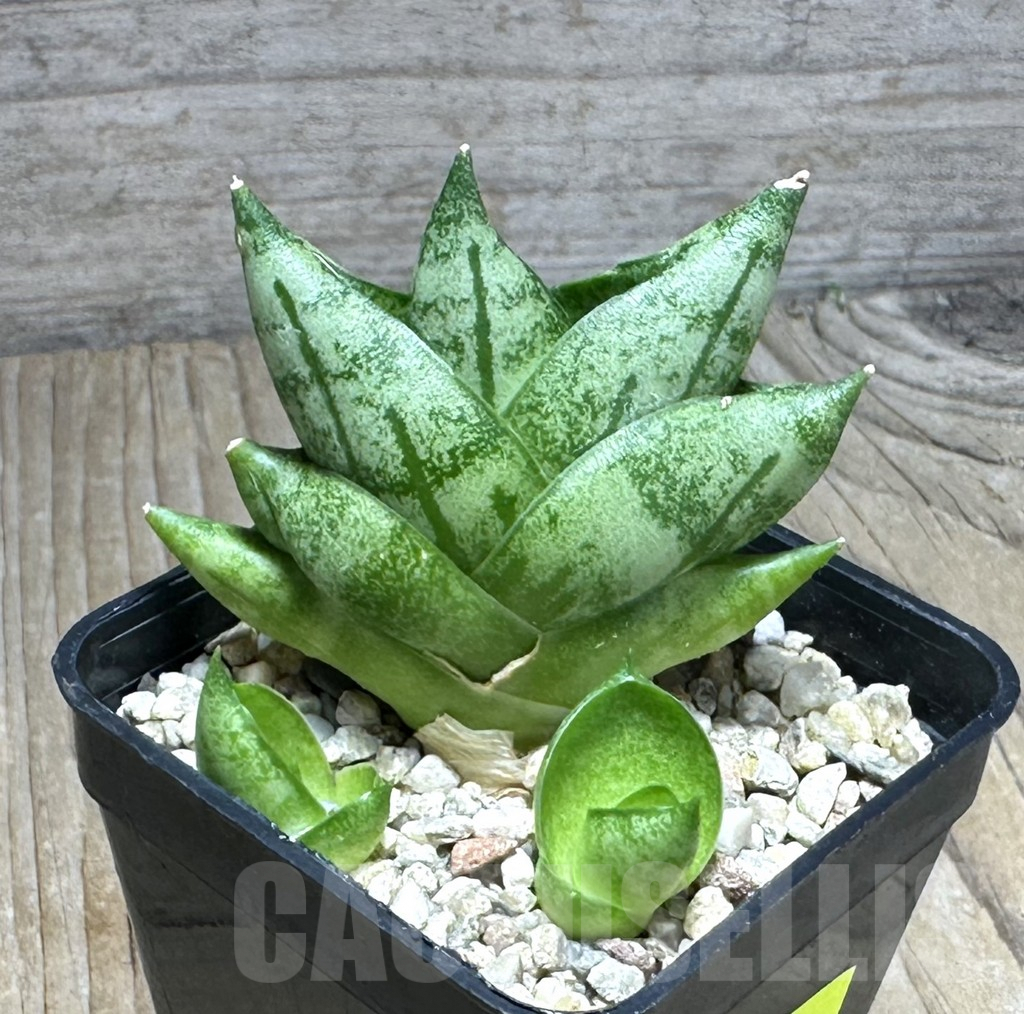 SHPR29384 Sansevieria ‘Vienna’ hybrid – Cactus-online