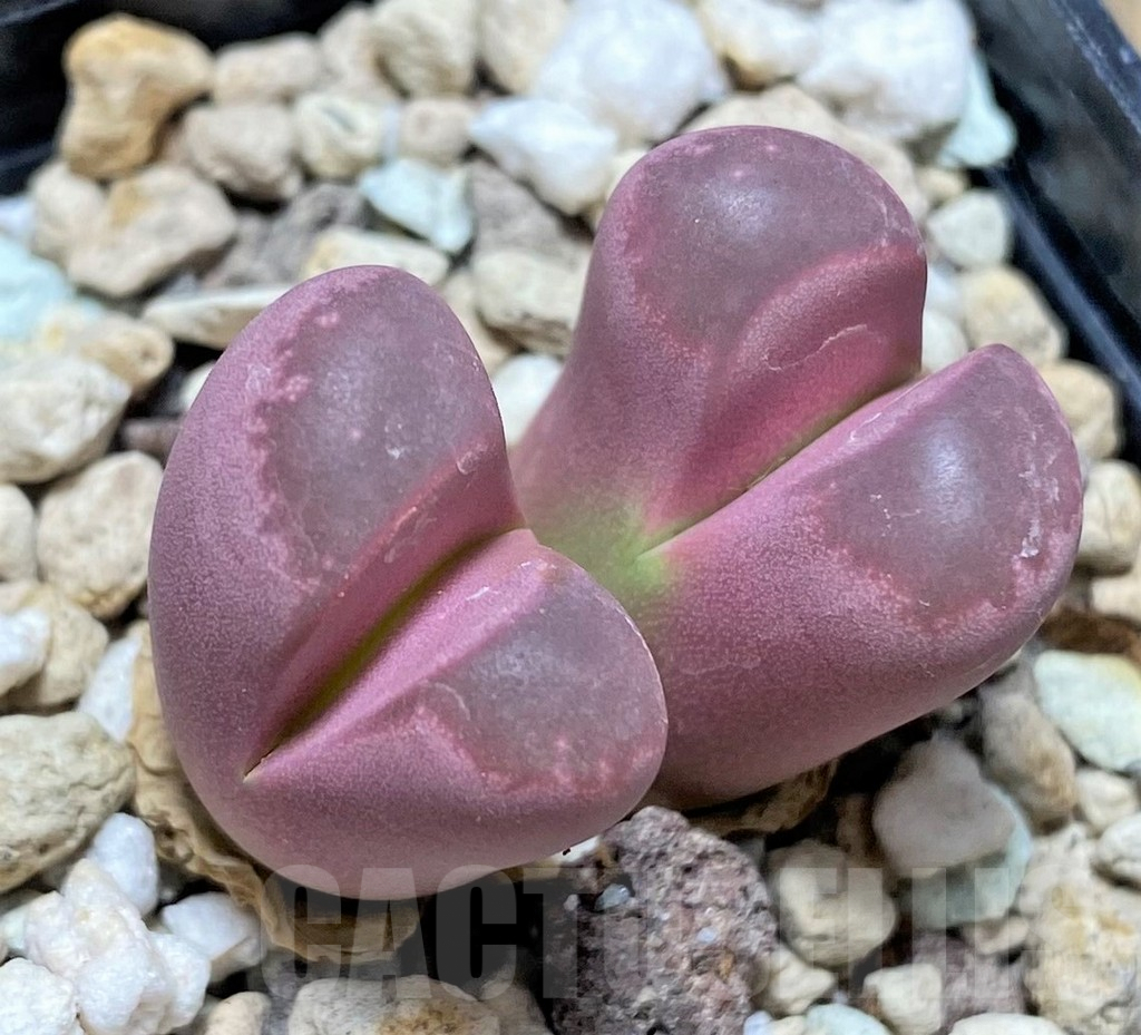 SHPR27640 Lithops optica 'Rubra' - Кактус онлайн