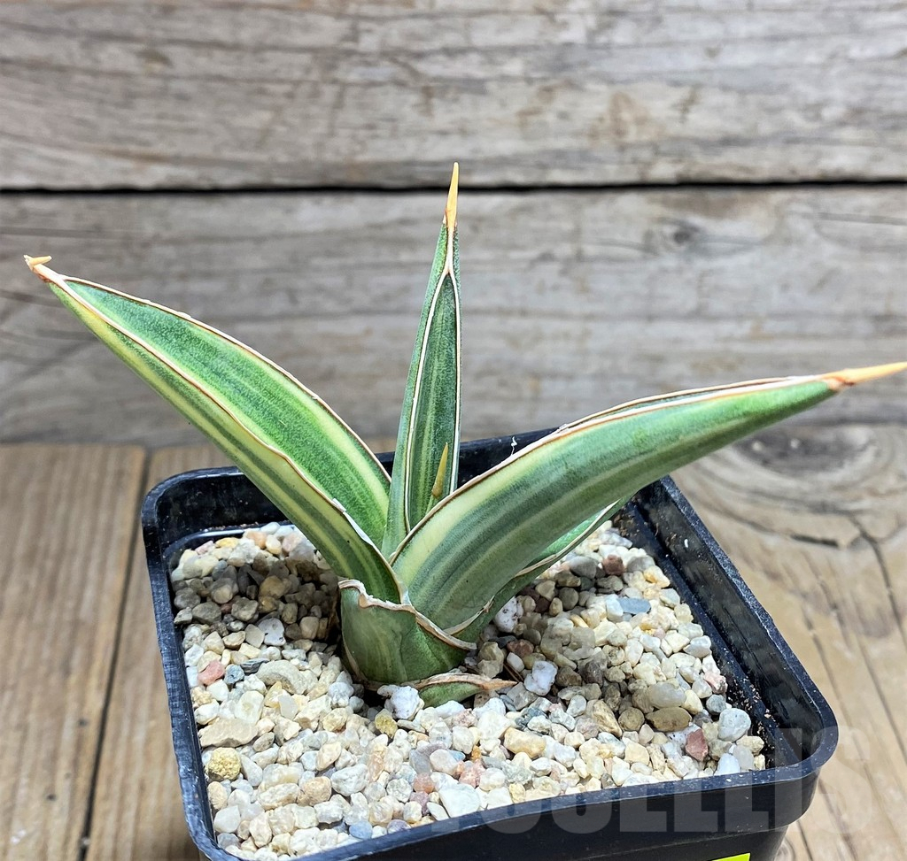 SHPR27856 Sansevieria 'Blue kill' f. variegata hybrid - Кактус онлайн