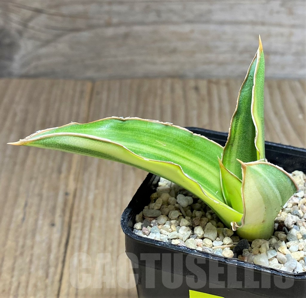 SHPR27858 Sansevieria ‘Arborescens’ f. variegata – Cactus-online