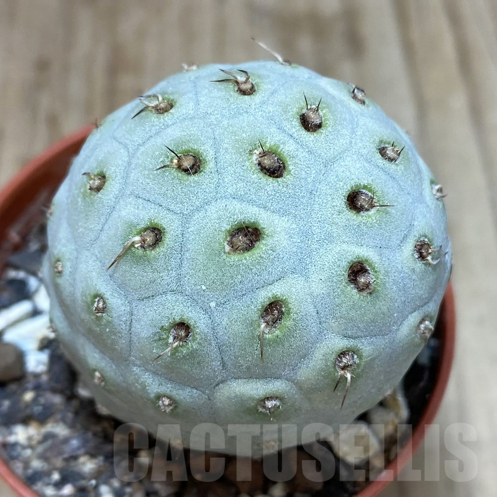 SH1187 Tephrocactus geometricus – Cactus-online