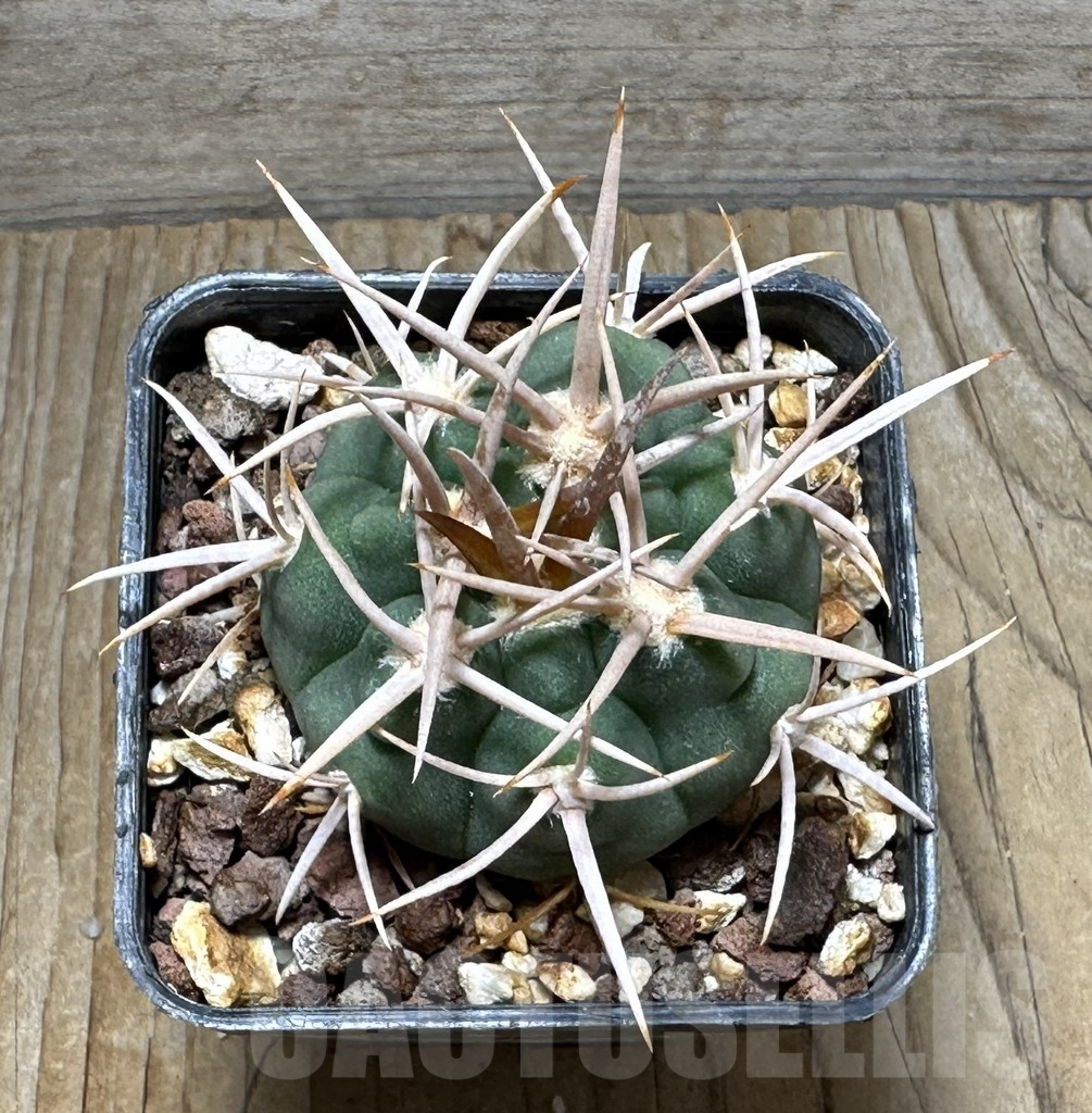 SHPR30715 Gymnocalycium hybopleurum v. ferocior, Cordoba, Argentina – Кактус онлайн