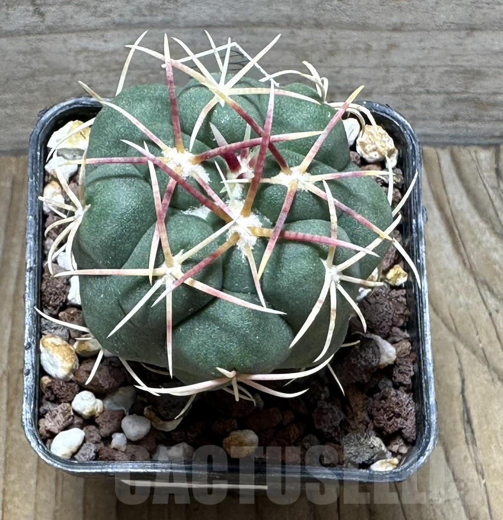 SHPR30727 Thelocactus hexaedrophorus v. lloydii major HK 1608, Mexico ...