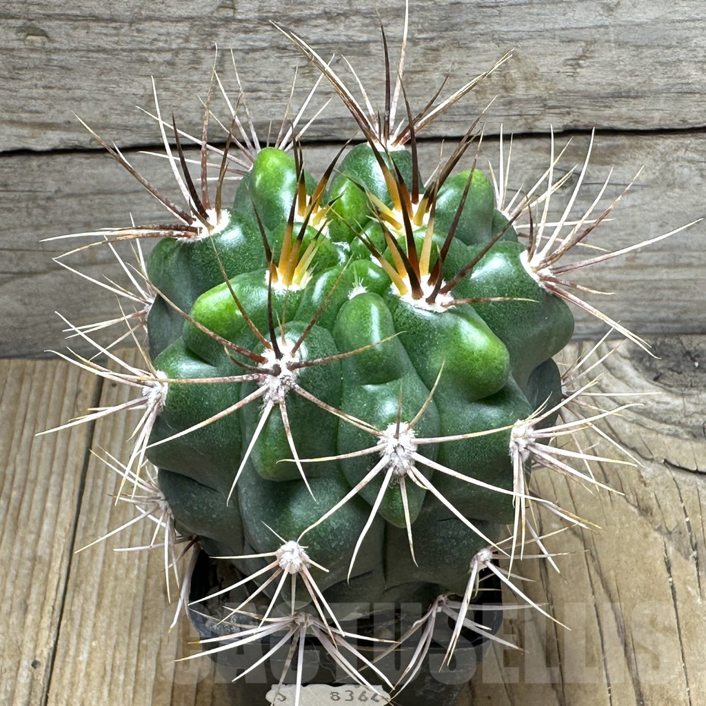 SHPR31013 Gymnocalycium mostii, Uritorco, Argentina – Кактус онлайн