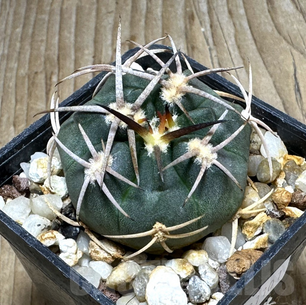 SHPR31101 Gymnocalycium catamarcense v. ensispinum Tom 711/1, Andalgala, Argentina – Кактус онлайн