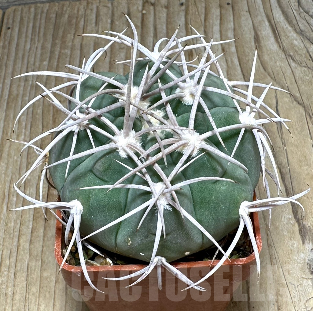 SHPR31102 Gymnocalycium castellanosii P209, Ambil, La Rioja, Argentina – Кактус онлайн