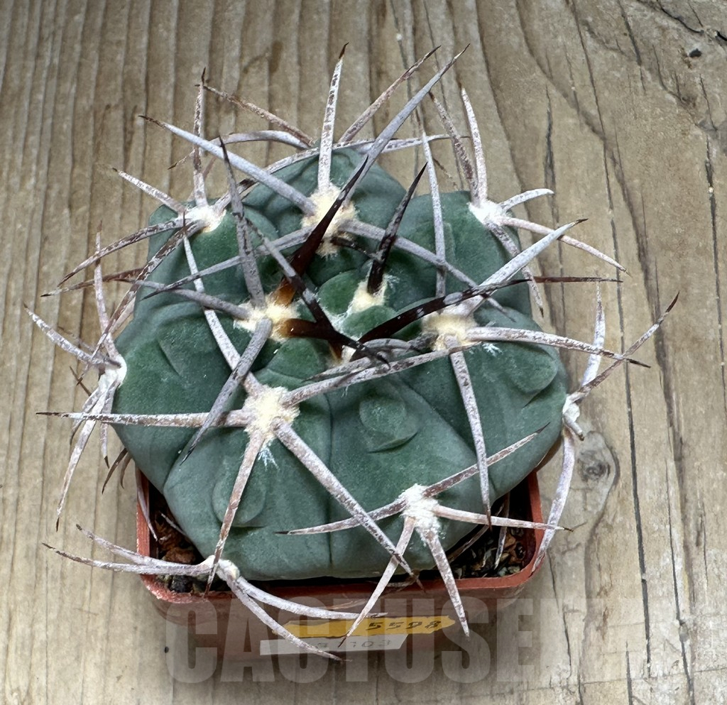 SHPR31103 Gymnocalycium castellanosii P209, Ambil, La Rioja, Argentina – Cactus-online