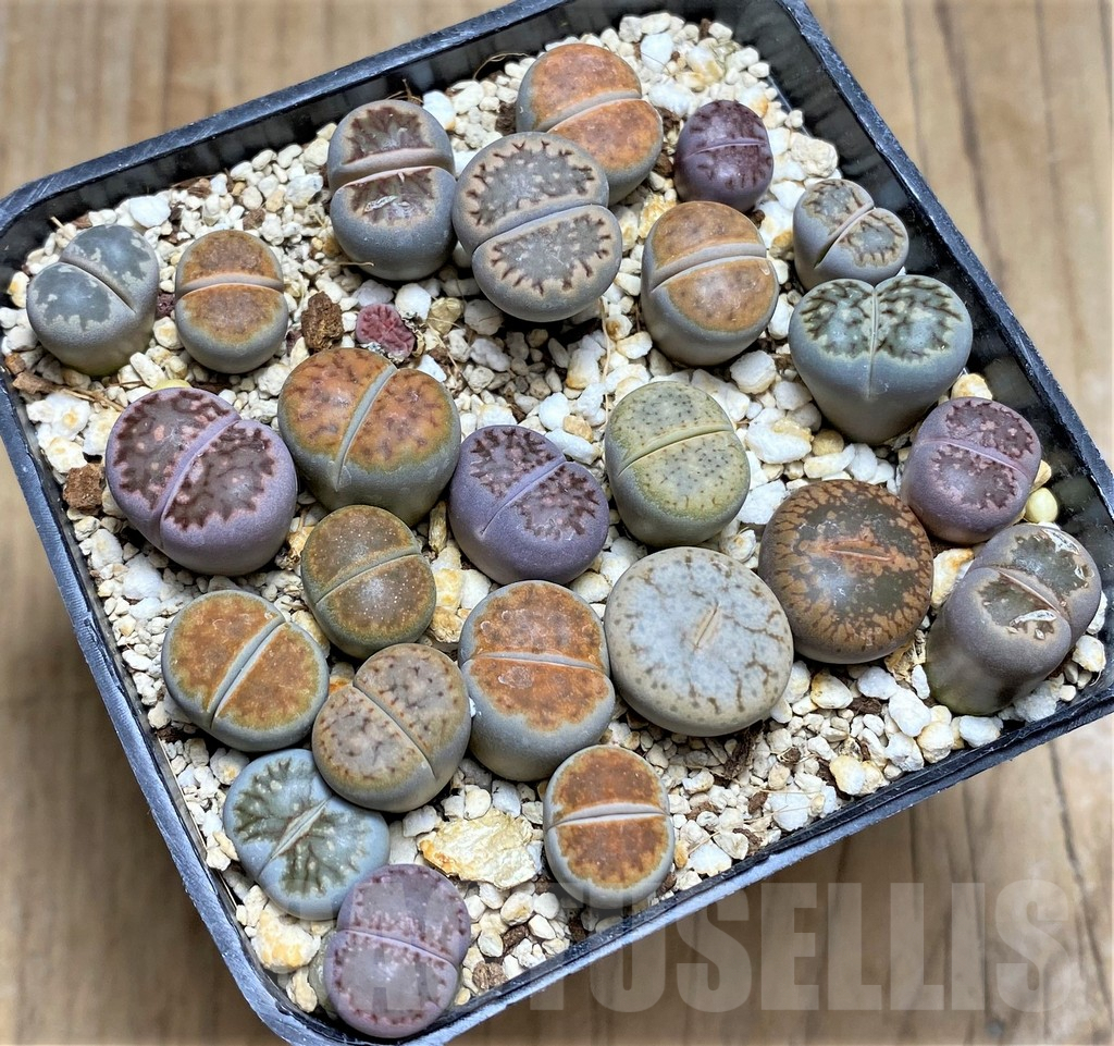SHPR30228 Lithops mix – Кактус онлайн