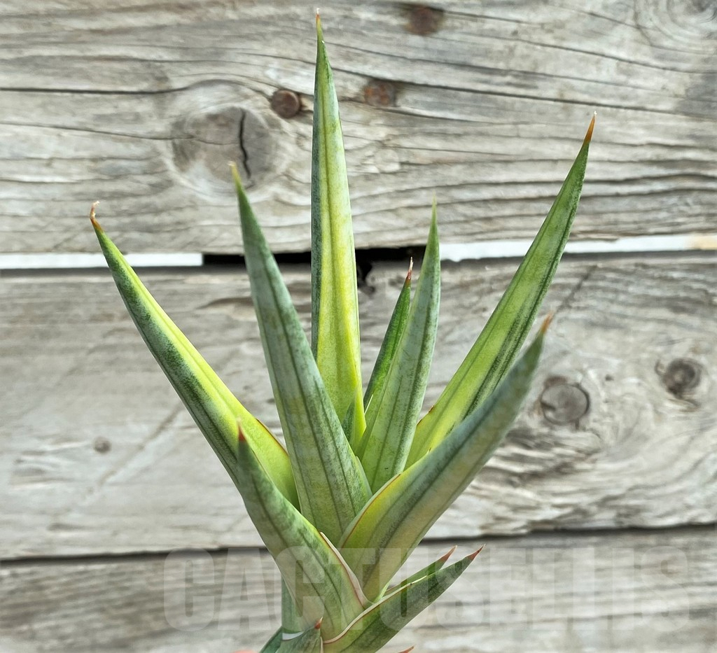 SHPR30320 Sansevieria Francisii f. variegata, cuted – Cactus-online