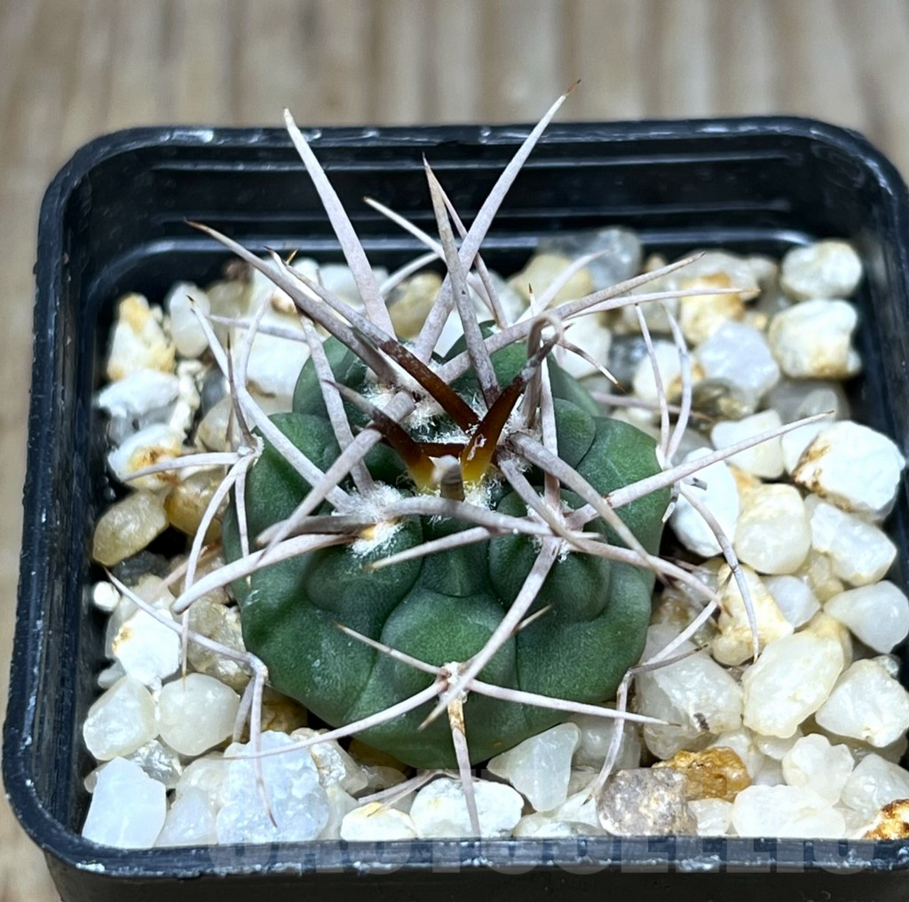 SHPR30264 Gymnocalycium ferox – Cactus-online