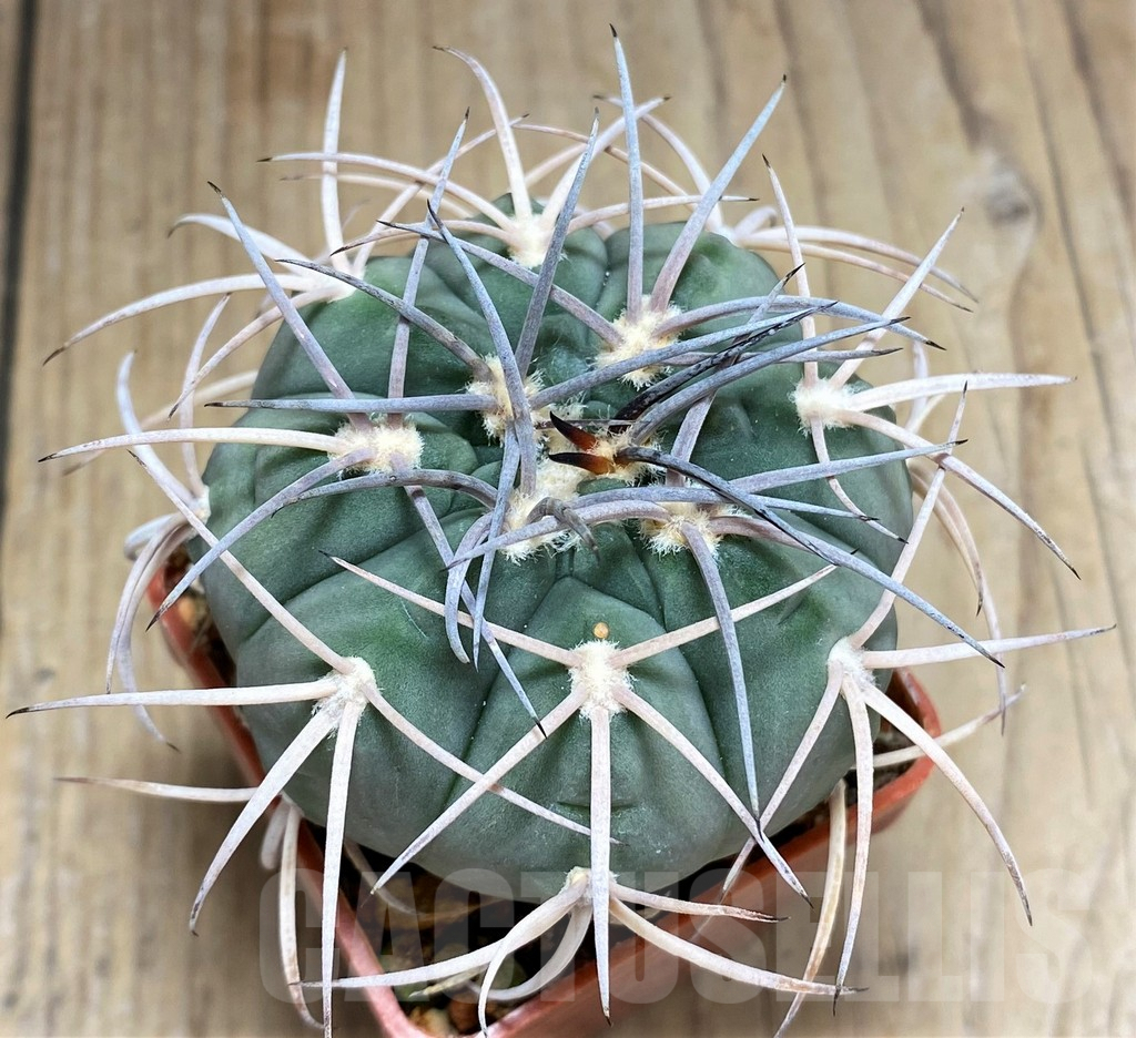 SHPR31041 Gymnocalycium castellanosii P209, -Ambil, La Rioja, Argentina- – Кактус онлайн