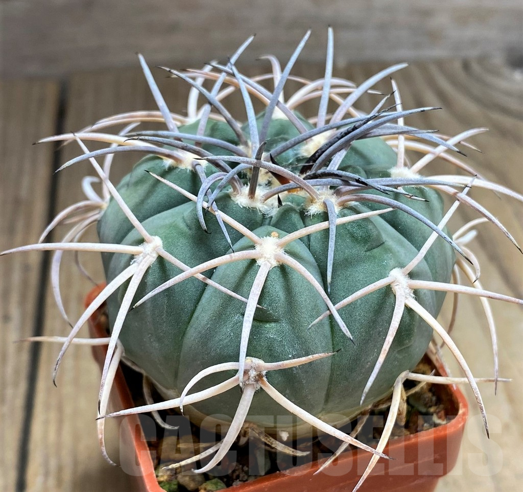 SHPR31041 Gymnocalycium castellanosii P209, -Ambil, La Rioja, Argentina- – Кактус онлайн