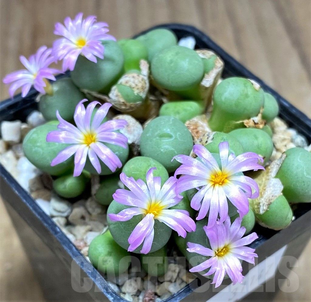 SHPR31147 Conophytum minutum – Cactus-online