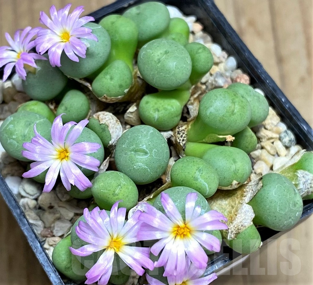 SHPR31147 Conophytum minutum – Cactus-online