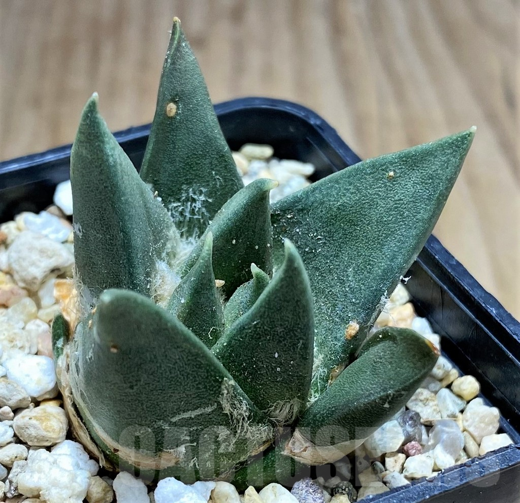 SHPR31535 Ariocarpus trigonus – Cactus-online
