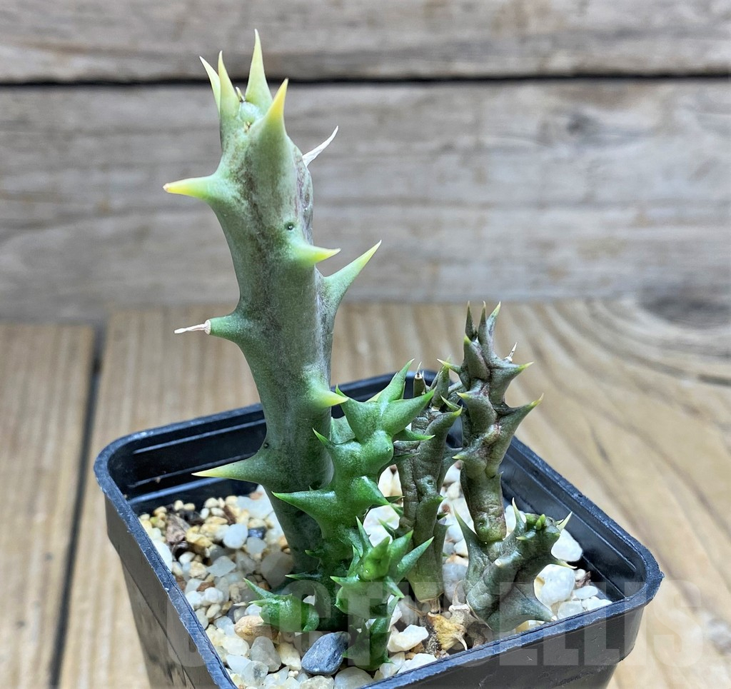 SHPR31541 Orbea sp. – Кактус онлайн