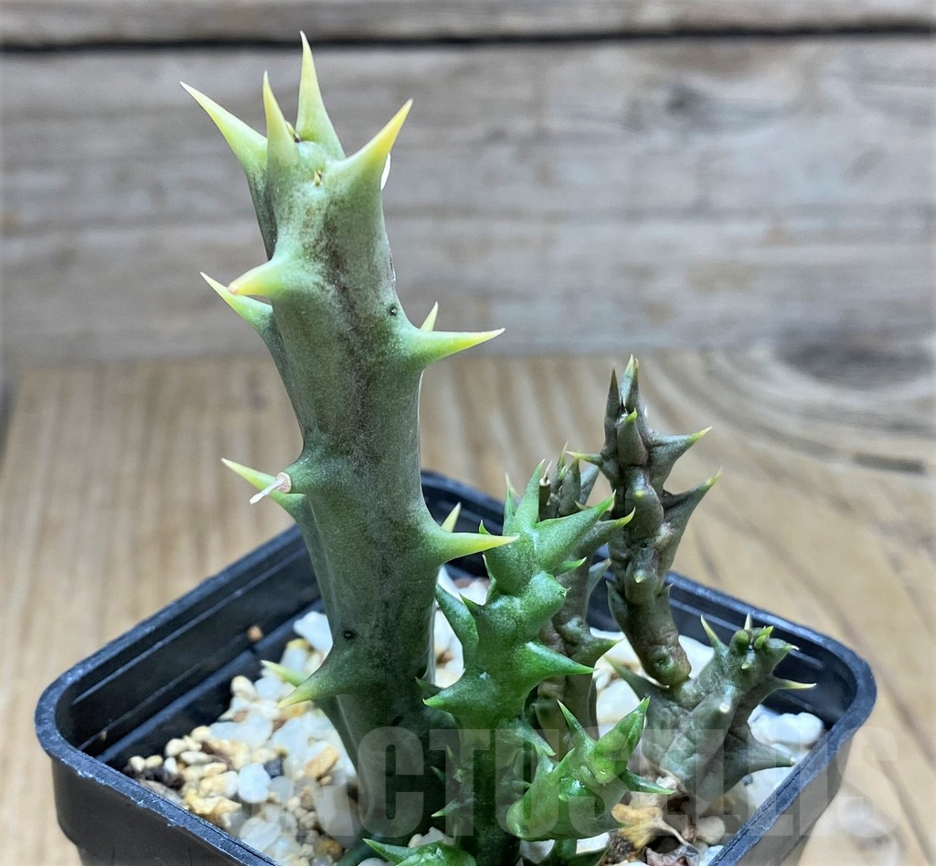 SHPR31541 Orbea sp. – Кактус онлайн