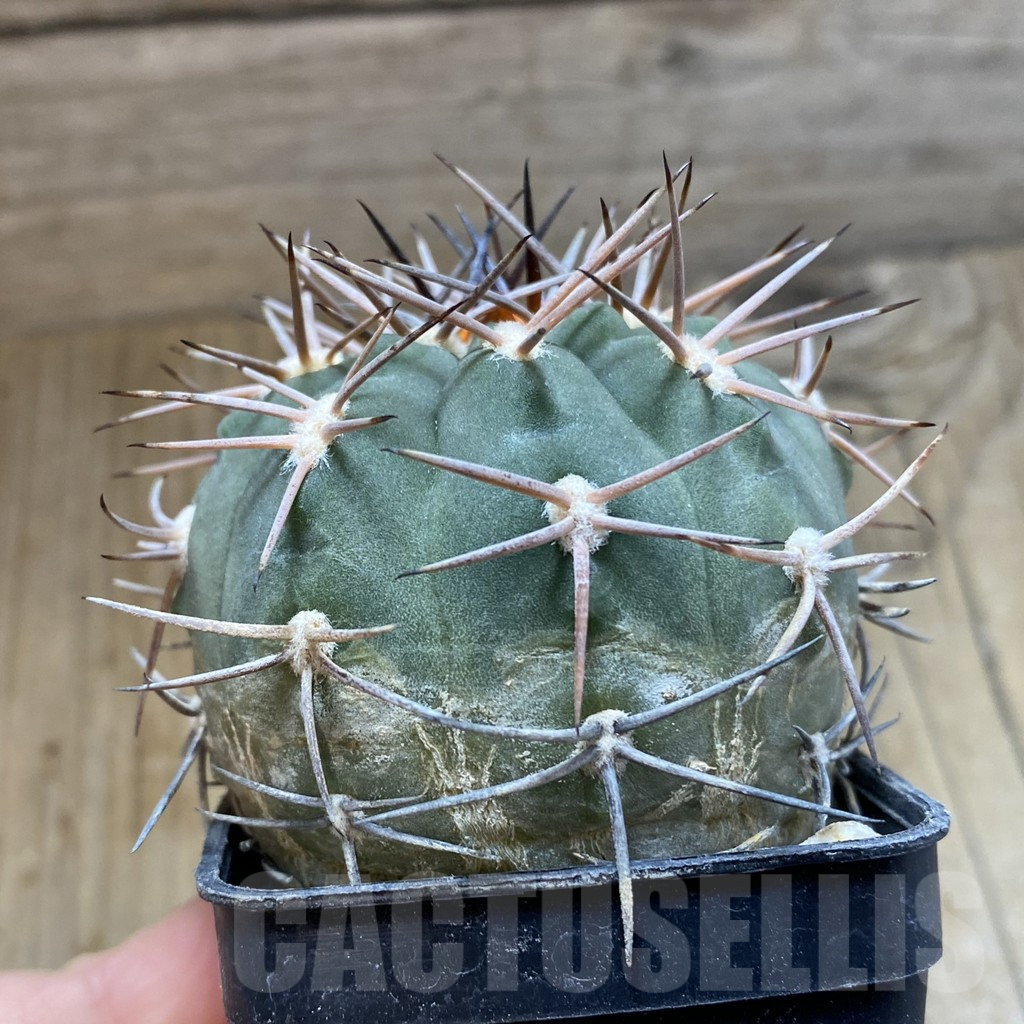 SH5443 Gymnocalycium hossei MT 14-630, La Rioja, Argentina – Cactus-online