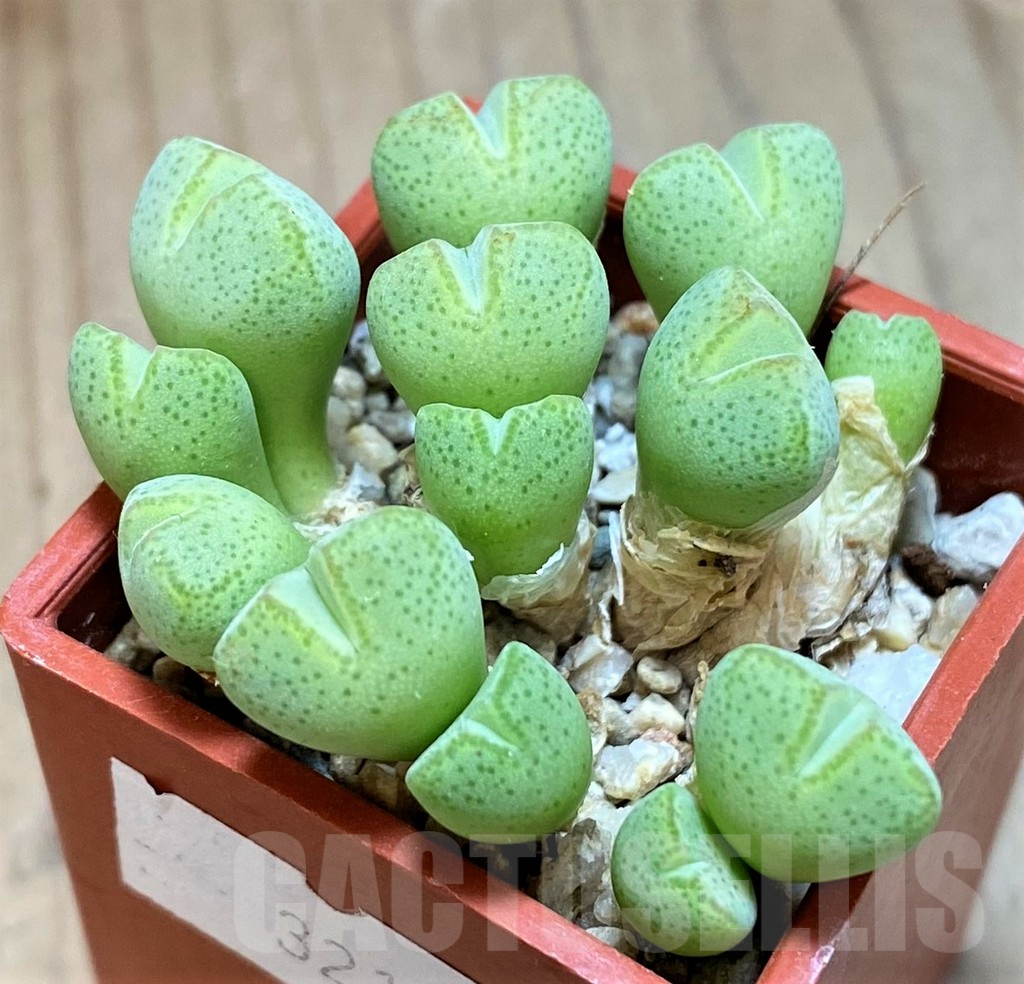 SH11928 Conophytum klinghardtense – Cactus-online